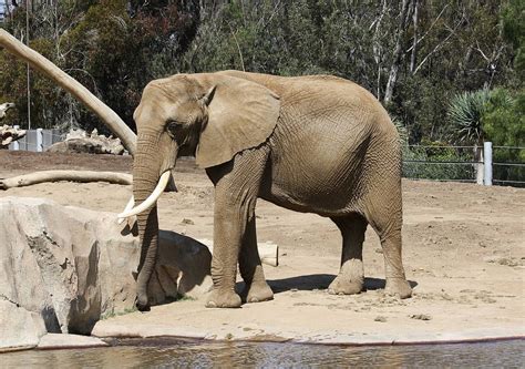 Download San Diego Zoo Elephant Wallpaper