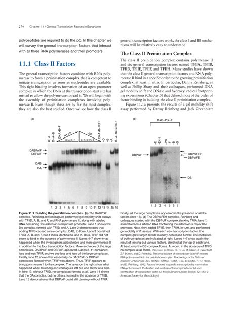 General Transcription Factors In Eukaryotes Part 1 274 Chapter 11