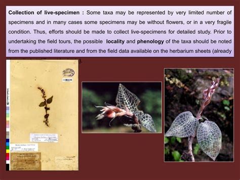Flora Revision And Monograph Ppt Biological Sciences Science
