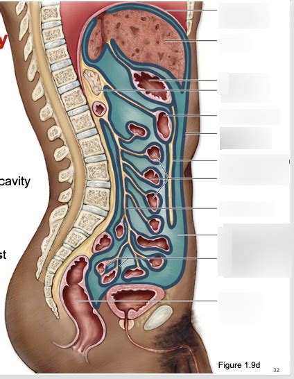 Exam 1 Images Peritoneum Diagram Quizlet