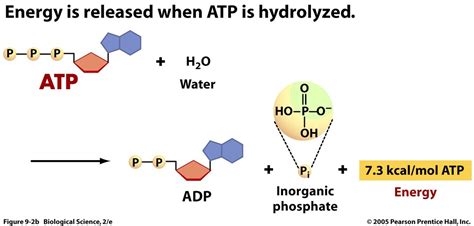 Biochemistry Oxidation And Reduction