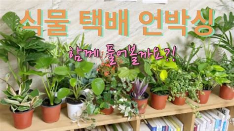 봄맞이 새 식물 쇼핑 식물택배 언박싱 함께해요~ 식물부자가되었습니다 Youtube