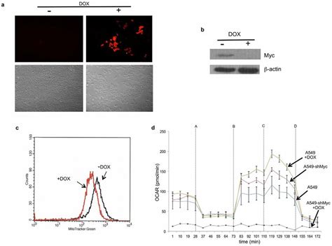 Mitochondrial Structure And Function In Human A549 Cells A Effect Of Download Scientific