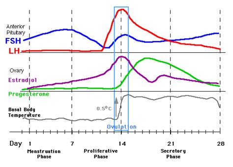 Unlabeled Female Menstrual Cycle Hormone Graph