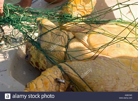 Loggerhead Sea Turtle Caretta Caretta Captured In Net Stock Photo Alamy