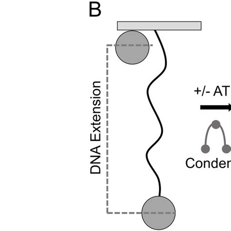 Yeast Condensin Complex And Magnetic Tweezers Single Dna Compaction Download Scientific Diagram