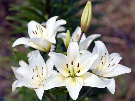 Цэцэгсийн утга учир бэлгэдлийн тухай Dobu