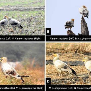 A D Neophron P Percnopterus And Neophron P Ginginianus In Uttar