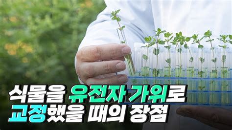 식물을 유전자 가위로 교정했을 때의 장점