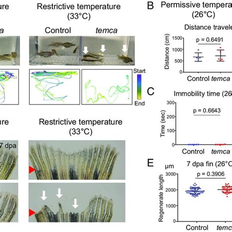 The Temca Mutants Display Temperature Sensitive Locomotion And Download Scientific Diagram