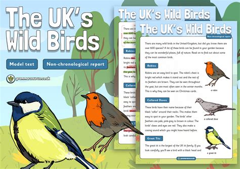 Year 2 Model Text Non Chronological Report The Uks Wild Birds Grammarsaurus