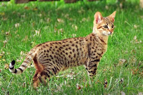 F1 Savannah Cat Overview Traits Care And Specialized Needs Oxford