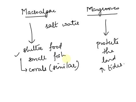 Solved What Are The Differences Between Macroalgae Ad Marine Plants Such As Seagrasses And