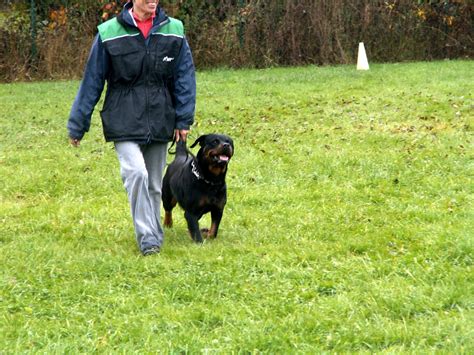 Concours Torcy Concours Canin Rci Fci Organisé Par Torcy Sport Canin Le 6 Novembre