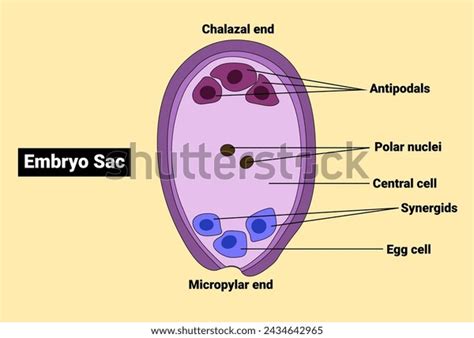 Human Embryo Sac Diagram