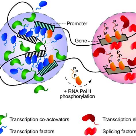 Llps In Transcriptional Regulation Biomolecular Condensates Composed Download Scientific