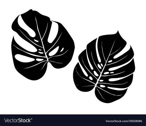 Monstera Deliciosa Plant Leaf From Tropical Forest