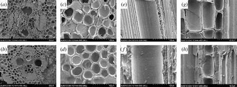 Sem Morphology Of Untreated Control Aceg And 08 Cun Treated