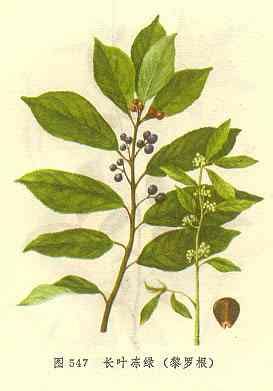 长叶冻绿黎罗根 本草纲目草药图谱