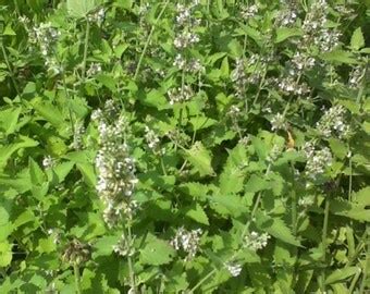 Unique Catnip Seeds Related Items Etsy