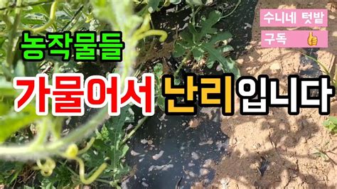 관수 시설이 없는 텃밭 작물들이 가뭄에 시달리고 있어요 수박 옥수수 동부콩 서리태 호랑이 강낭콩 인디언감자 얌빈 호박 토란 강황 Youtube