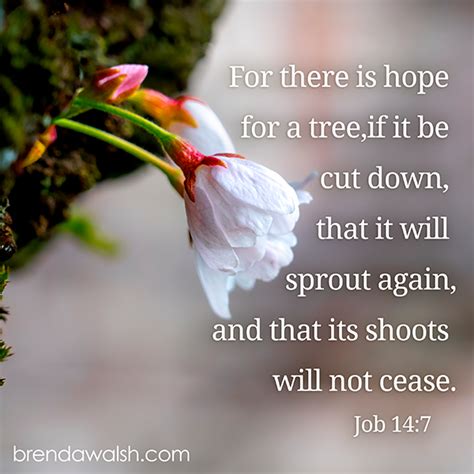 Bible Verse About Hope
