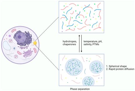 Dispersion Of Proteins Before And After Phase Separation Phase Download Scientific Diagram