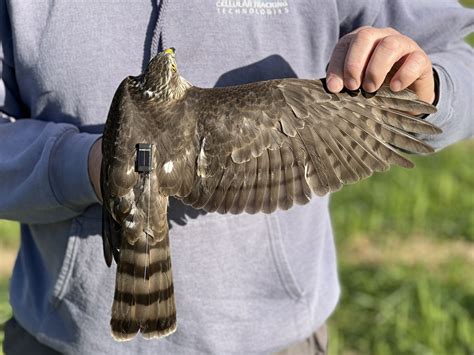 Wild Things Getting A Line On Sharp Shinned Hawks
