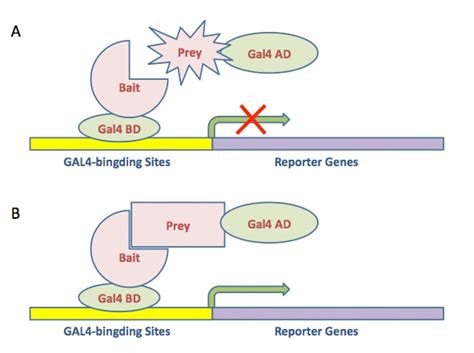 Nucleus Based Yeast Two Hybrid Screening Profacgen