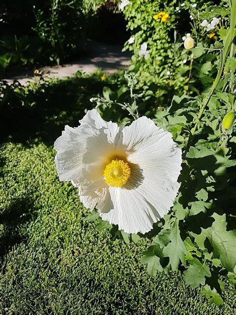 Growing Stunning Romneya Coulteri For A Gorgeous Garden Gardenrootshub