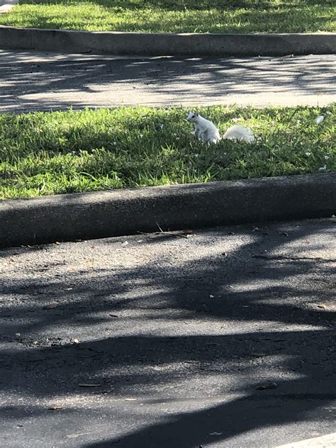 Shiny Squirrel R Reallifeshinies