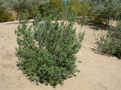 Find Plants Green Cloud Texas Ranger