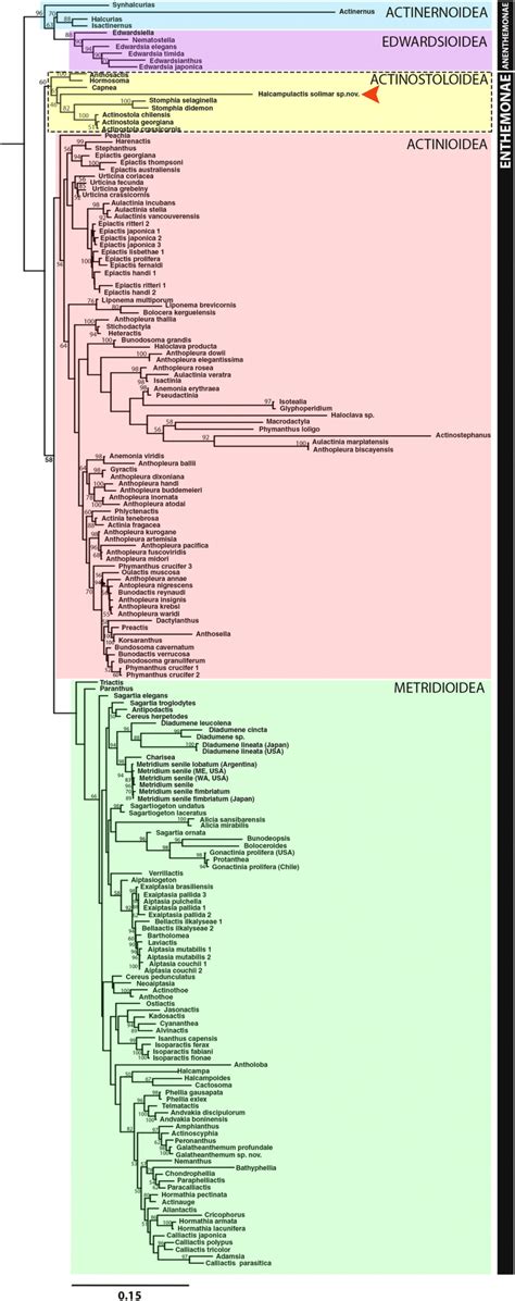 Phylogenetic Reconstruction Resulting From Maximum Likelihood Analysis