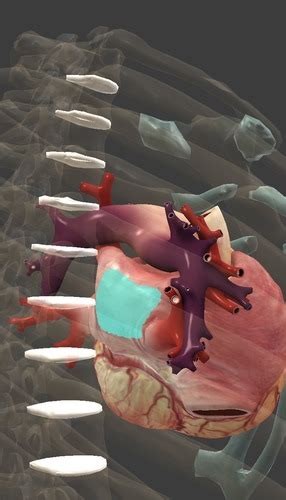 Heart Anatomy Flashcards Quizlet