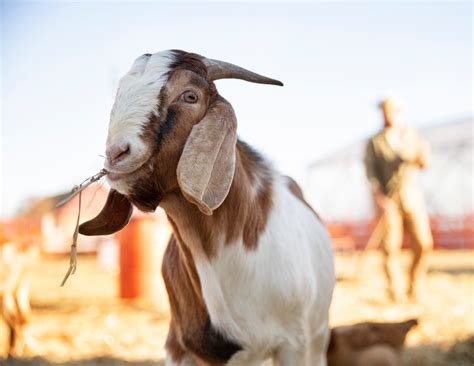 Welcome To Sheep And Goats Idaho State Department Of Agricuture