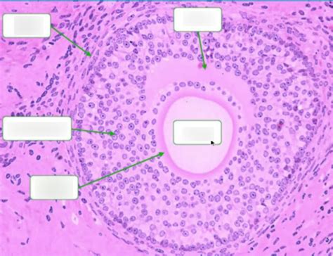 Secondary Follicle Diagram Quizlet