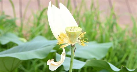 바람에 떨어지는 연꽃 잎