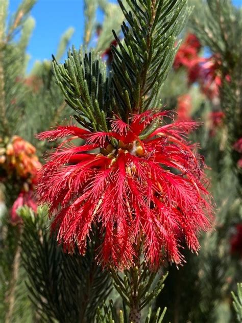 Calothamnus Quadrifidus 200mm The Garden Feast
