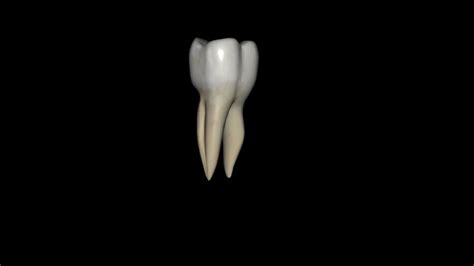 Premium Photo The Mandibular Second Molar Resembles The Mandibular