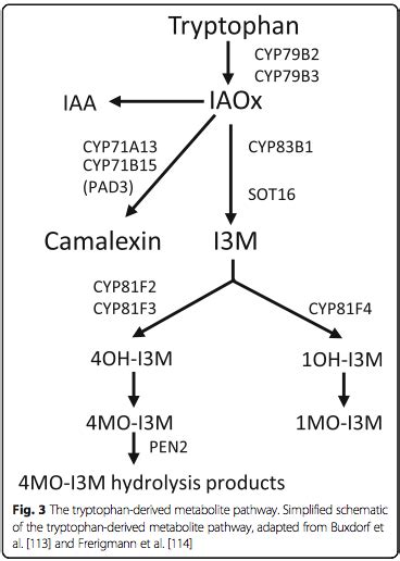 Arabidopsis Research Roundup March 31st Weeding The Gems