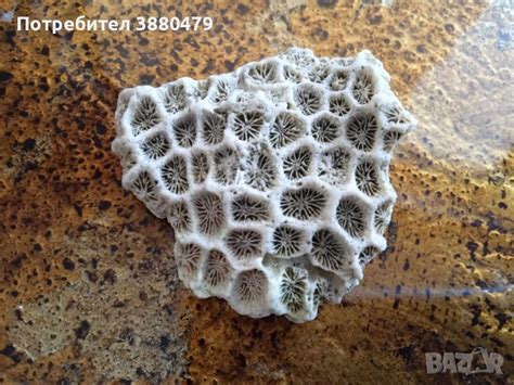 Корал от шри Ланка в Декорация за дома в гр Русе Id44372615 — Bazar Bg