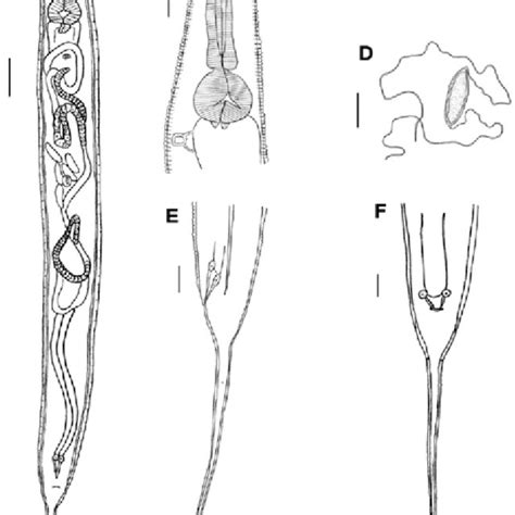 The Six Physaloptera Spp Eggs Found In The Soil Sample Note The