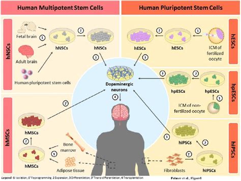 Different Types Of Cells