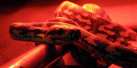 Giant Pythons Battle For The Right To Have Sex