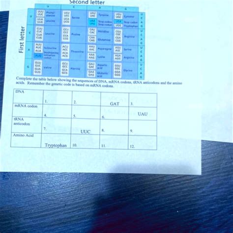 Solved Complete The Table Below Showing The Sequences Of Dna Mrna Codons Trna Anticodons And