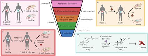 Chains Of Evidence From Correlations To Causal Molecules In Microbiome Linked Diseases Pmc