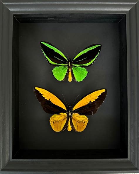 Birdwing Butterfly Taxidermy Full Body Mount Priamus Poseidon Croesus Lydius 6 Cm 23 Cm