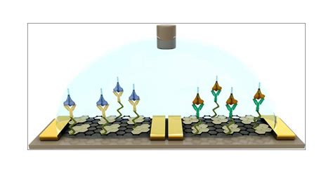 Neelotpala Kumar On Linkedin Graphene Field Effect Biosensor For Concurrent And Specific
