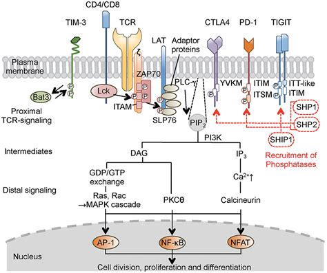 T Cell Activation Pathway