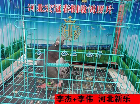 李杰 李伟 zimgs